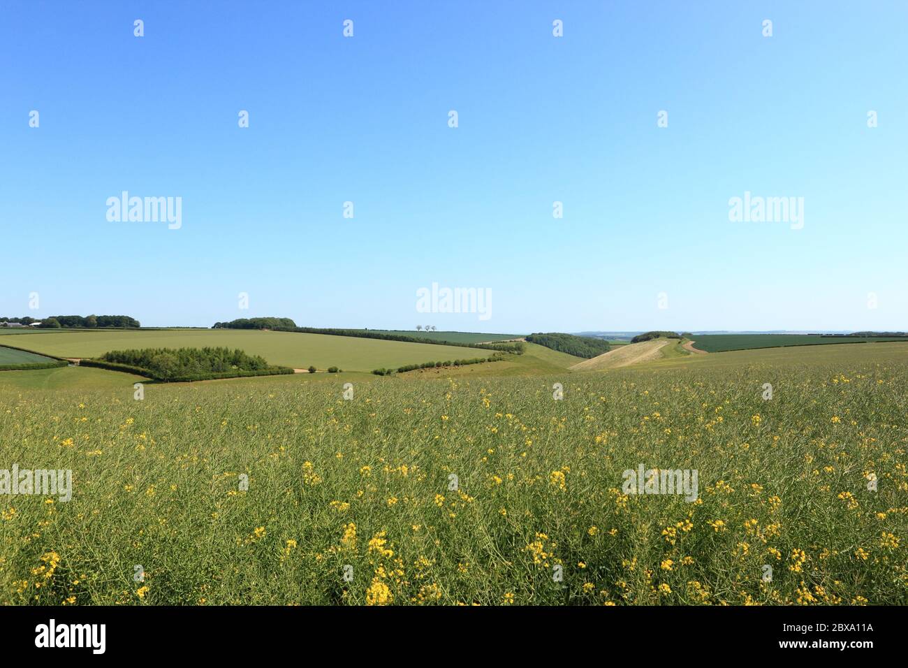 Rapeseed crops and patchwork hillsides in the scenic Yorkshire wolds in ...
