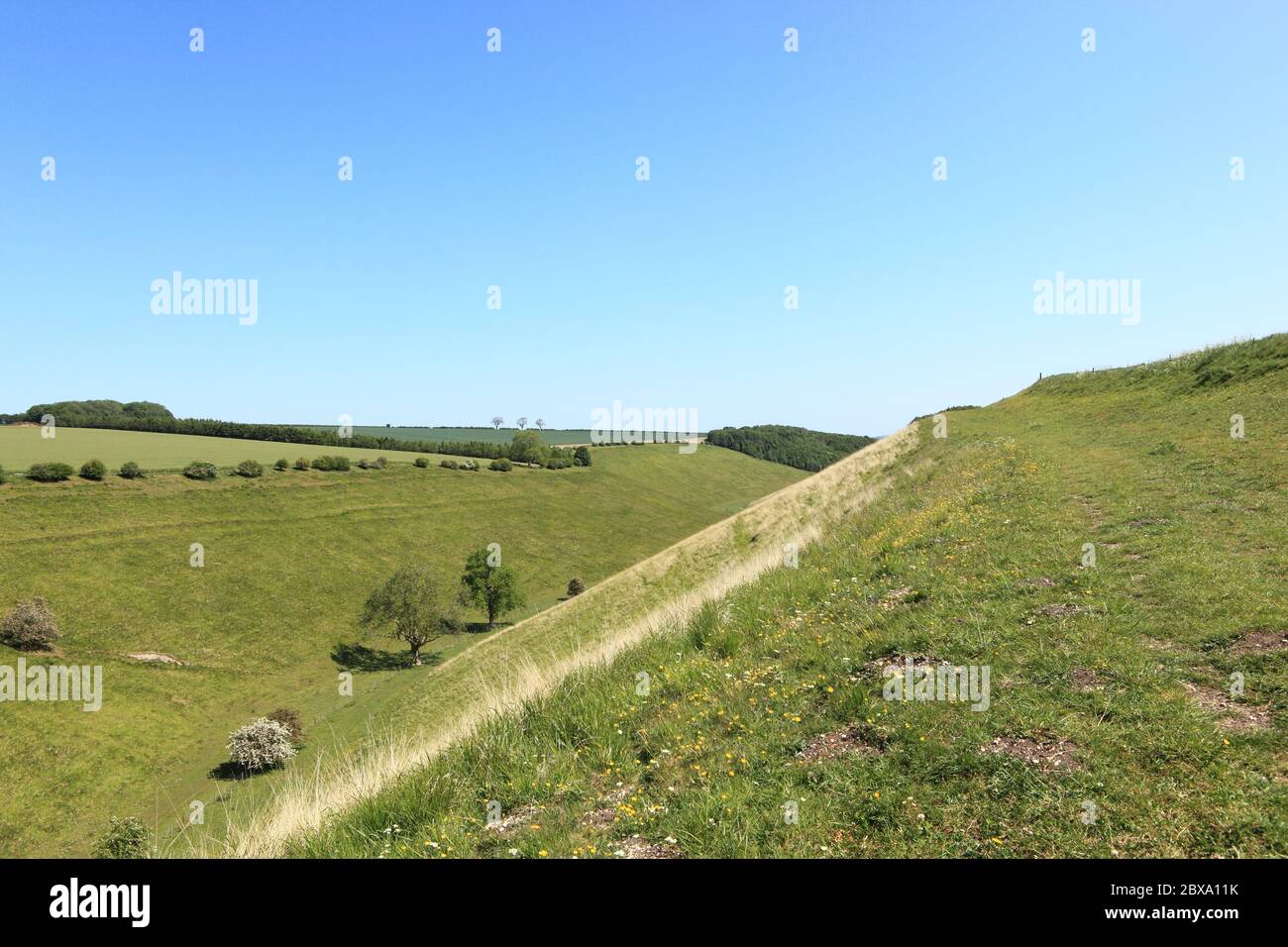 Wildflowers growing on the grassy hillsides of Horsedale in the ...
