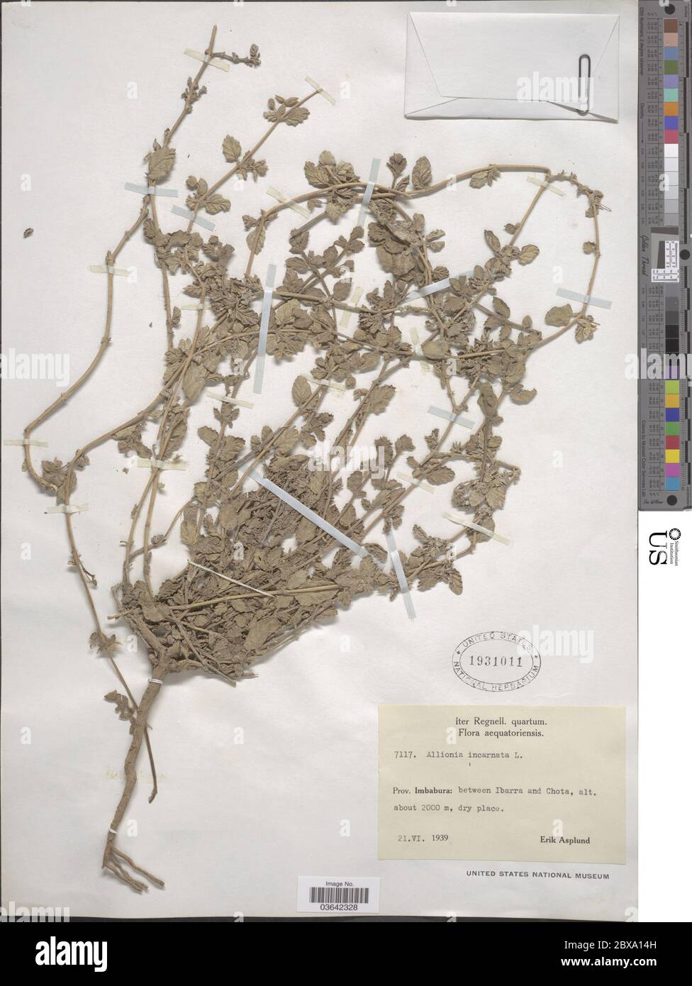 Allionia hi-res stock photography and images - Alamy