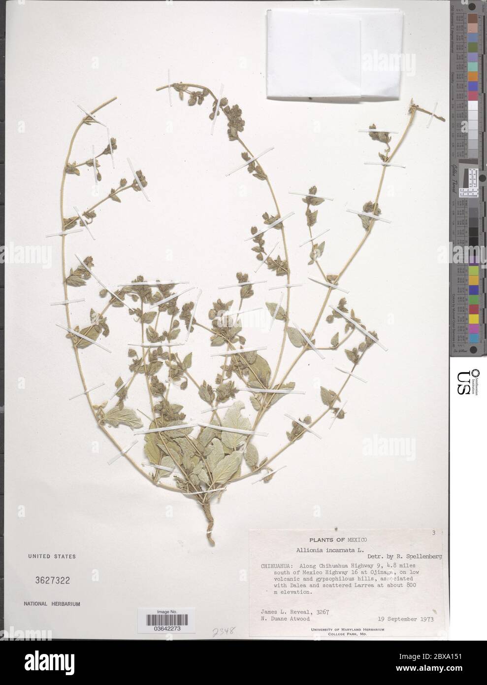 Allionia hi-res stock photography and images - Alamy