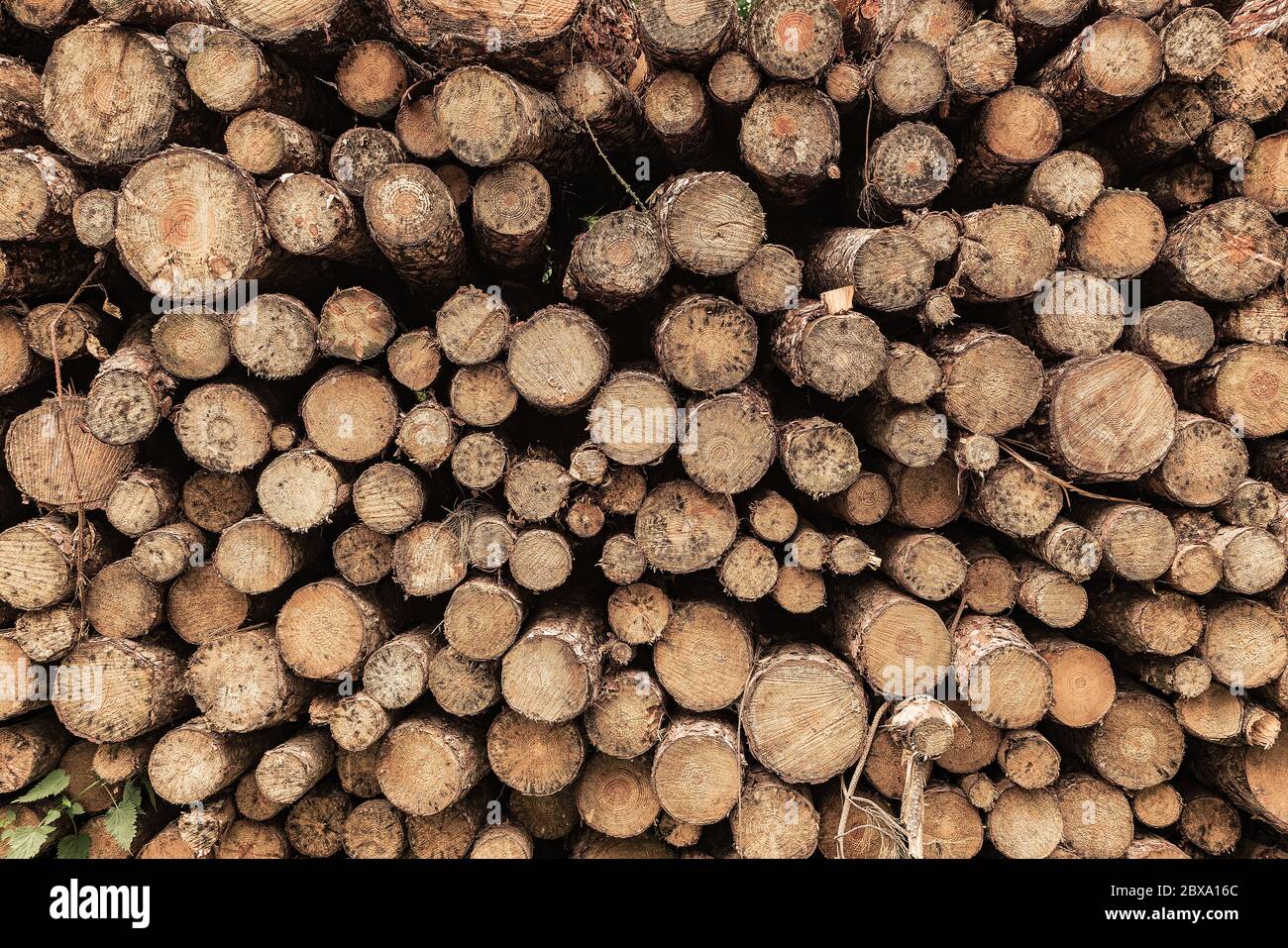 Ash tree cut timber hi-res stock photography and images - Alamy