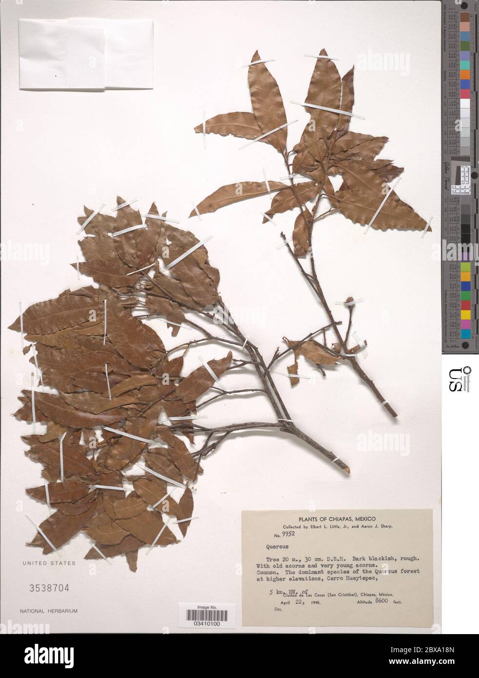 Quercus sp Quercus sp Stock Photo - Alamy