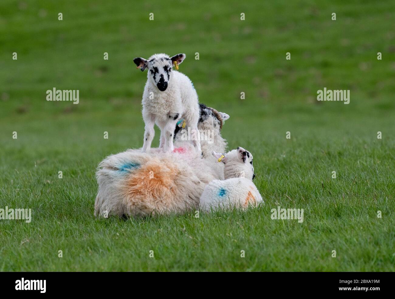 Jumping spring lamb hi-res stock photography and images - Alamy