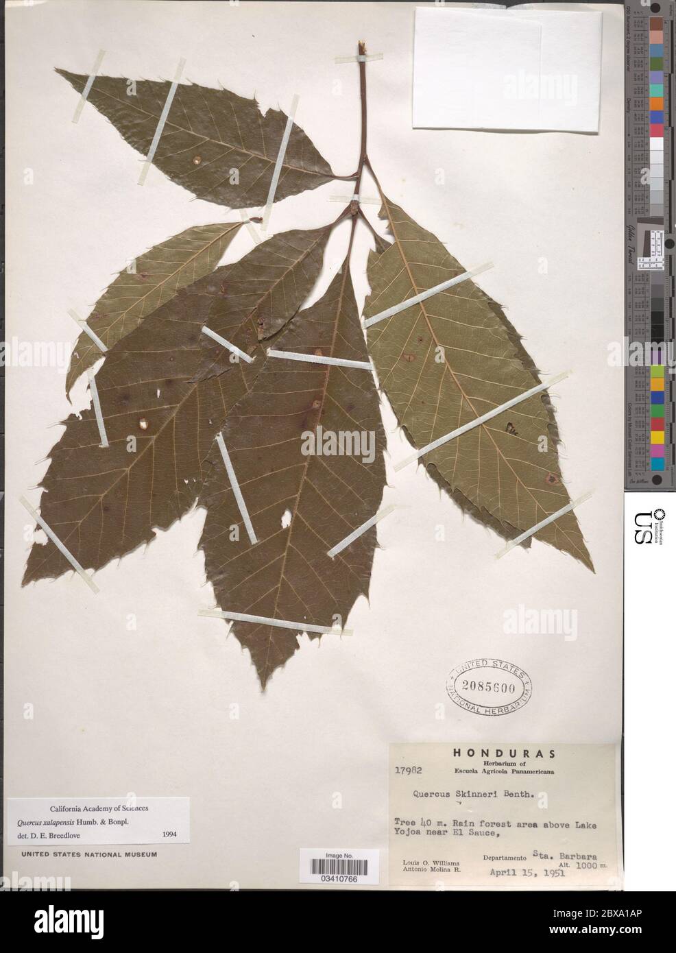 Quercus xalapensis Bonpl Quercus xalapensis Bonpl Stock Photo - Alamy