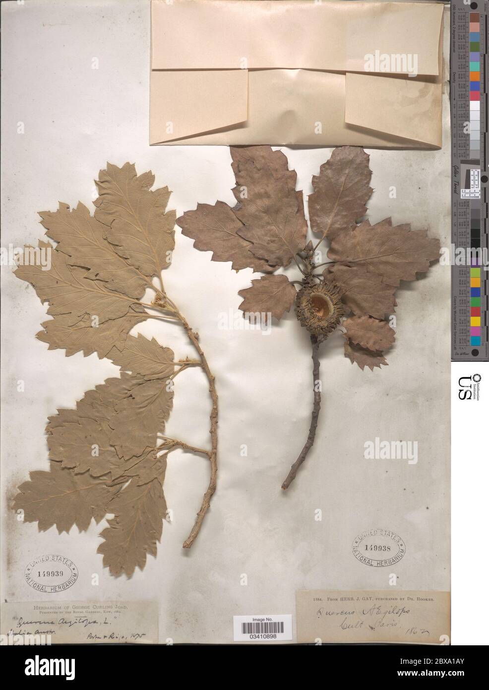 Quercus aegilops Quercus aegilops Stock Photo - Alamy