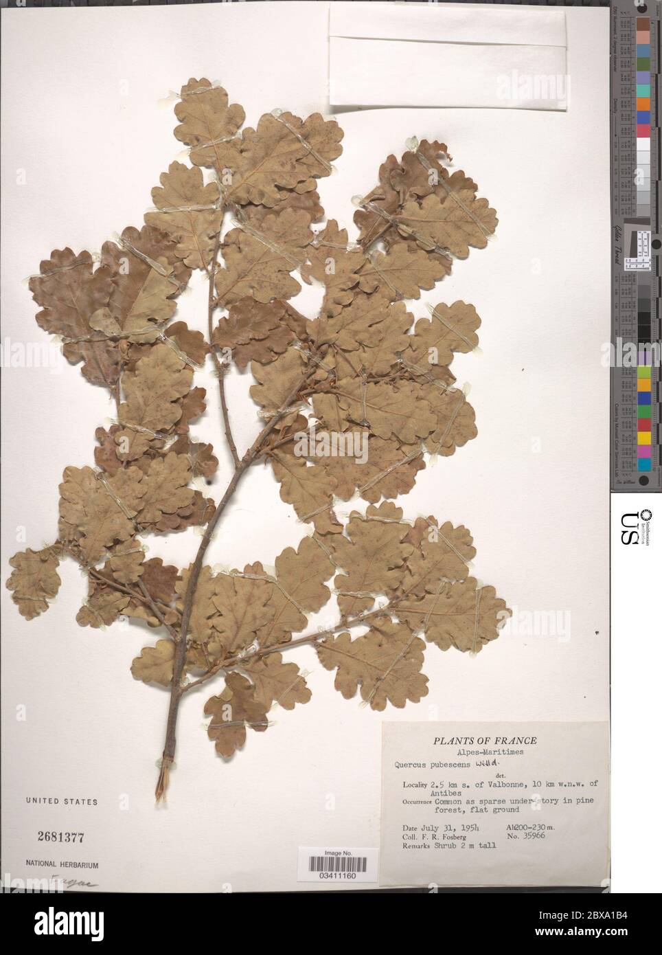 Quercus pubescens Quercus pubescens Stock Photo - Alamy