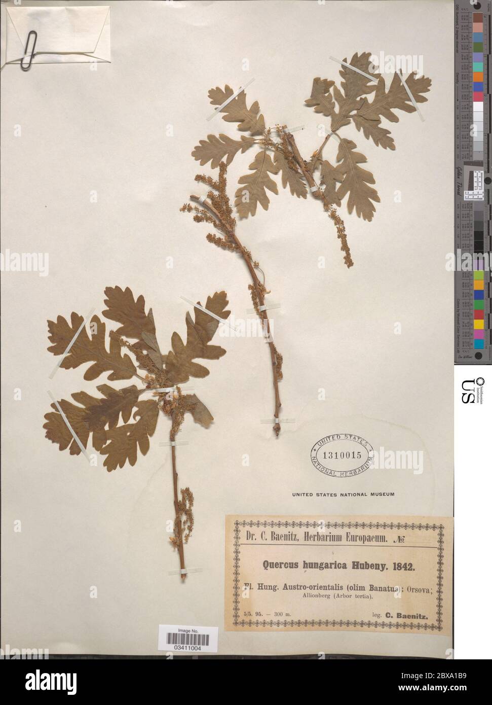 Quercus hungarica Hubeny Quercus hungarica Hubeny Stock Photo - Alamy