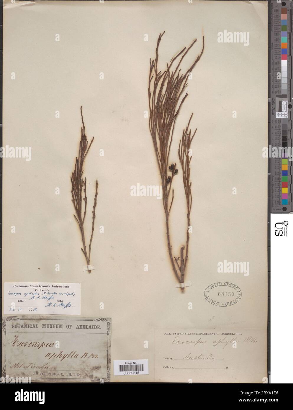 Exocarpus hi-res stock photography and images - Alamy