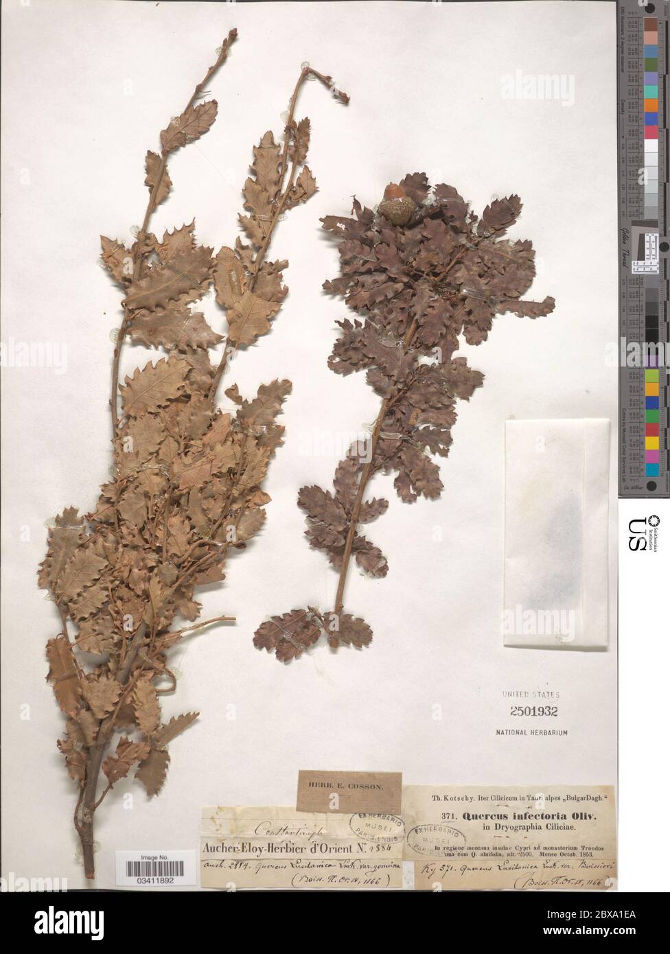 Quercus infectoria Olivier Quercus infectoria Olivier Stock Photo - Alamy
