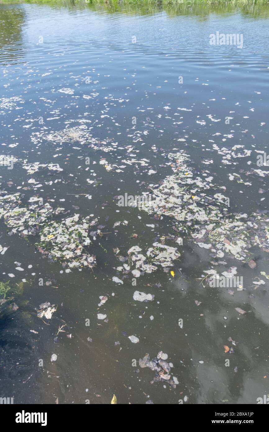 Floating foamy scum on River Fowey at Lostwithiel in early summer ...
