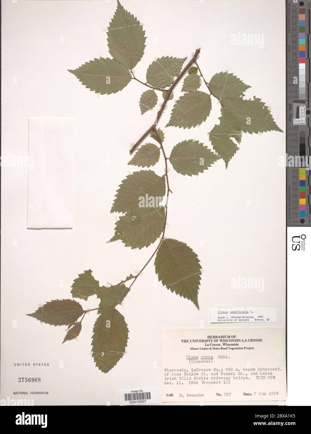 Ulmus americana l hi-res stock photography and images - Alamy