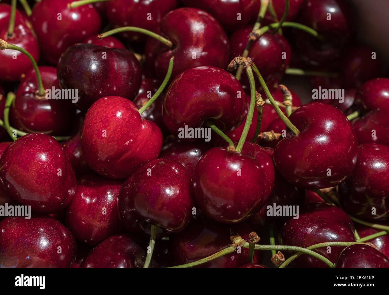 cherry detail macro of delicious fresh ripe red cherries with bright ...