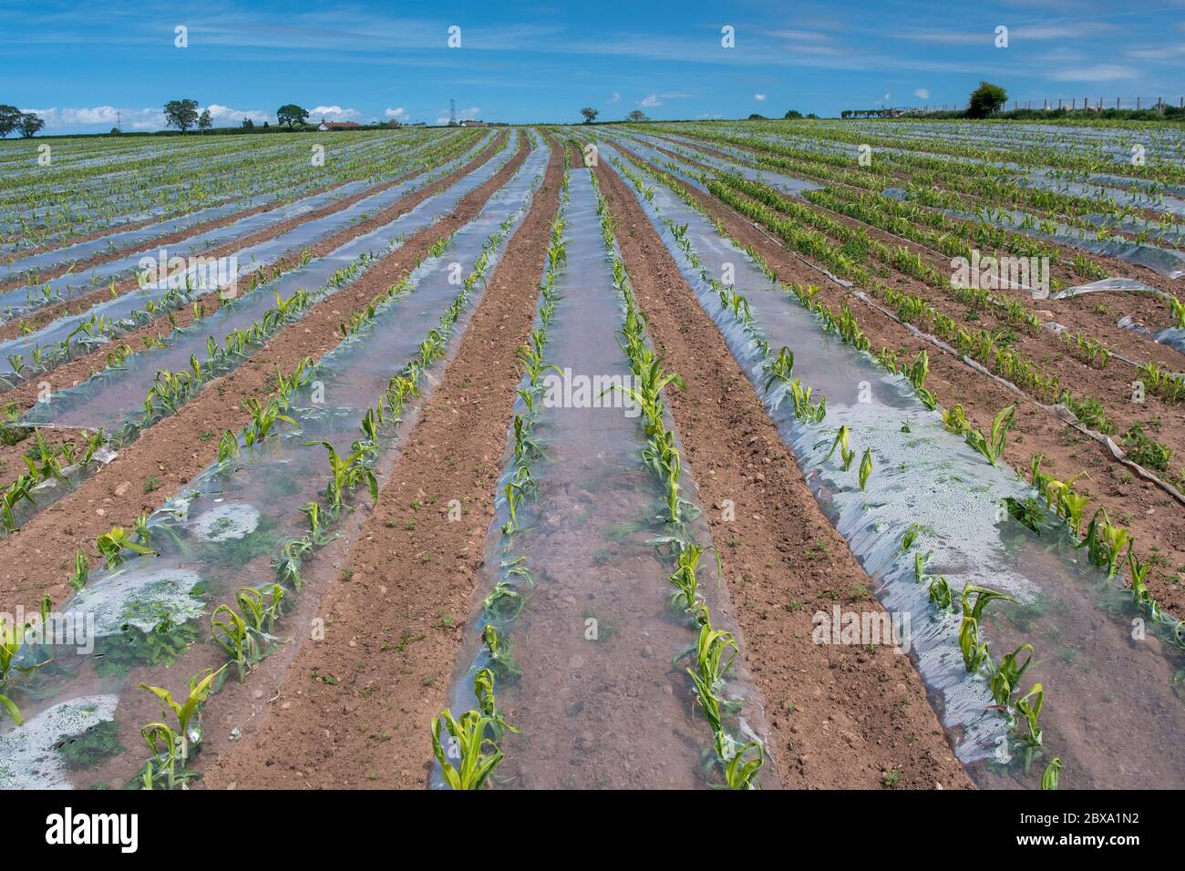 Maize crop plastic hi-res stock photography and images - Alamy
