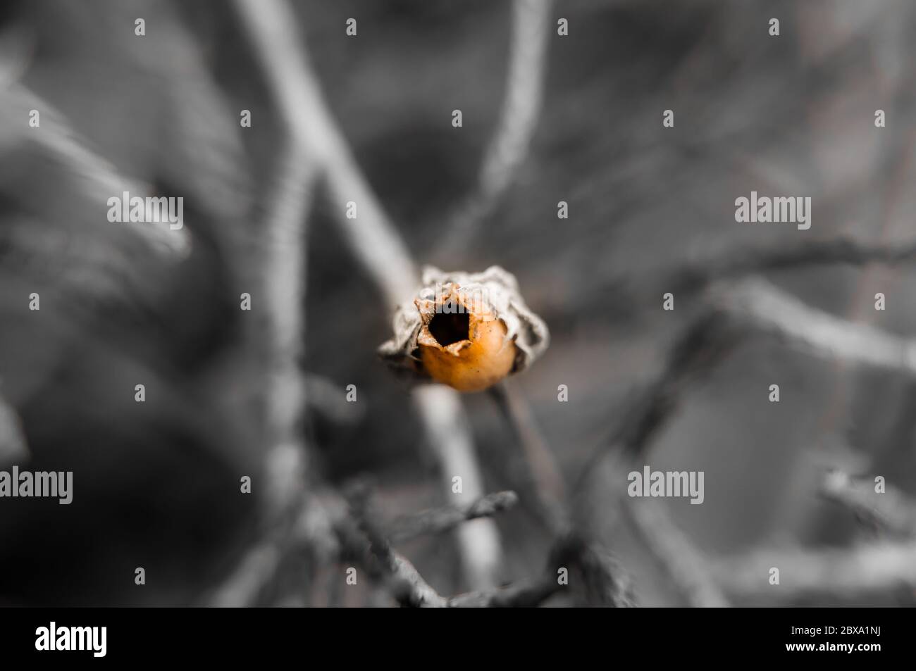 Branches of a dead shrub with dried leaves. Abstract background Stock ...