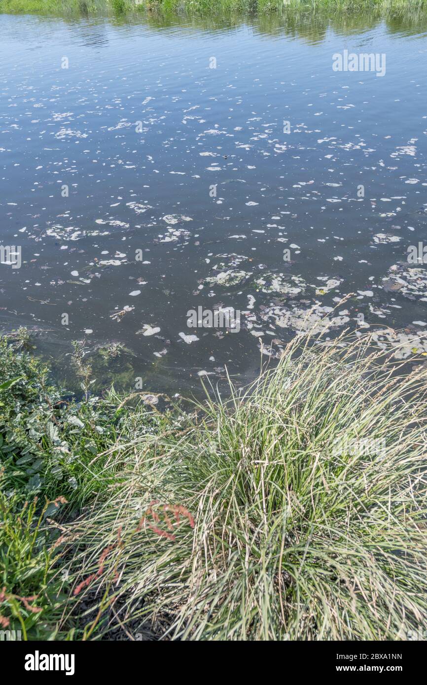 Scum on water hi-res stock photography and images - Alamy