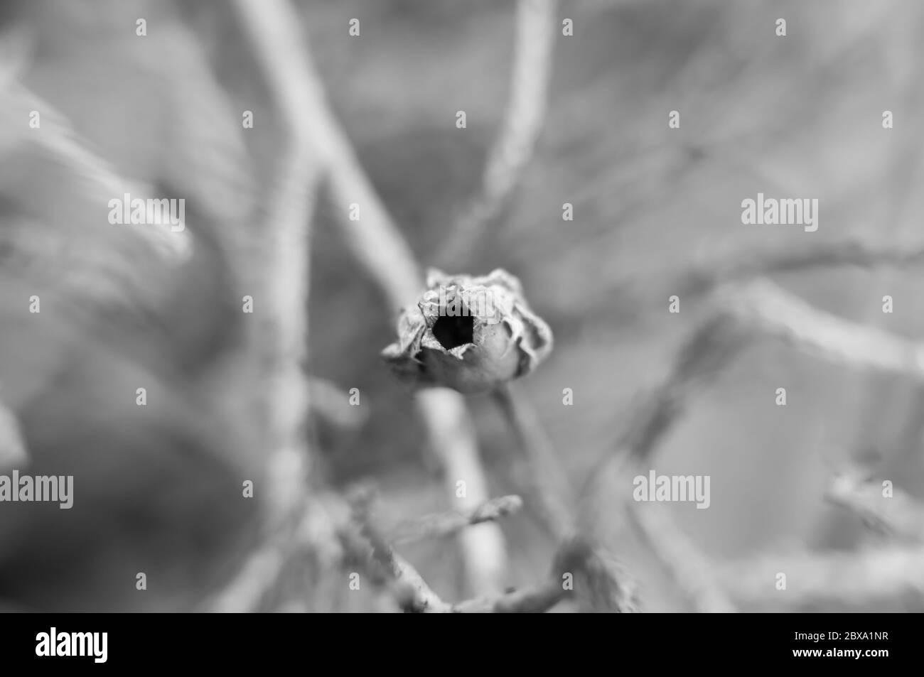 Branches of a dead shrub with dried leaves. Abstract background Stock ...