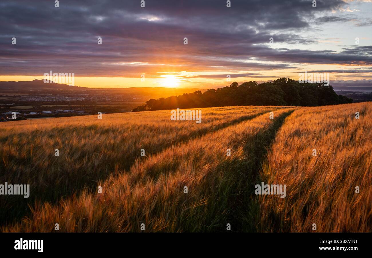 Barley Field Sunset Stock Photo - Alamy