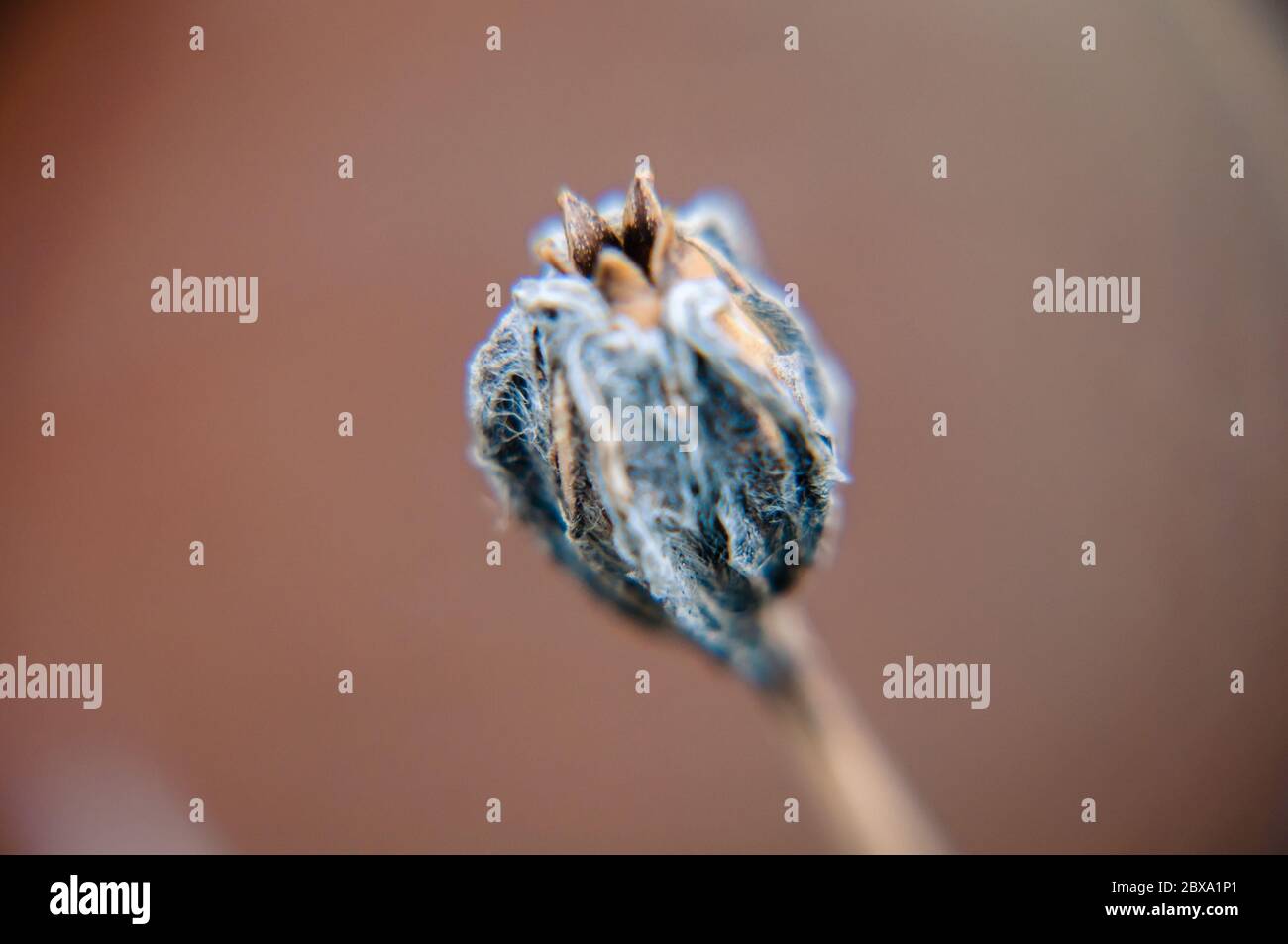 Branches of a dead shrub with dried leaves. Abstract background Stock ...