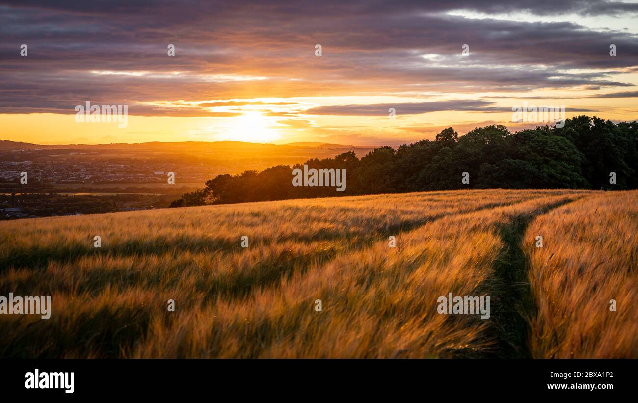 Golden barley field trees hi-res stock photography and images - Alamy