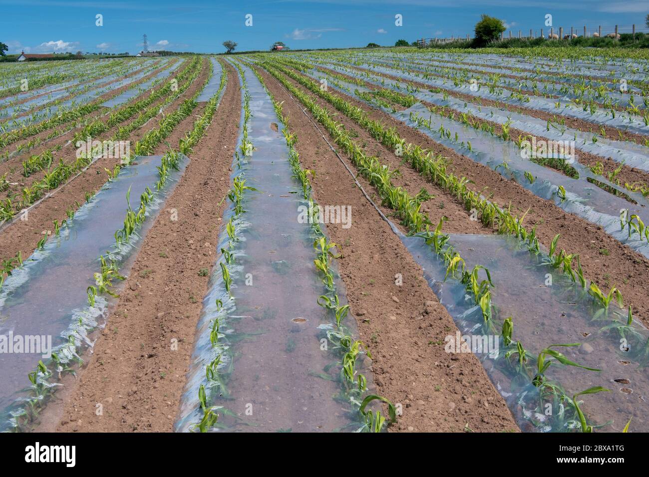 Maize crop plastic hi-res stock photography and images - Alamy