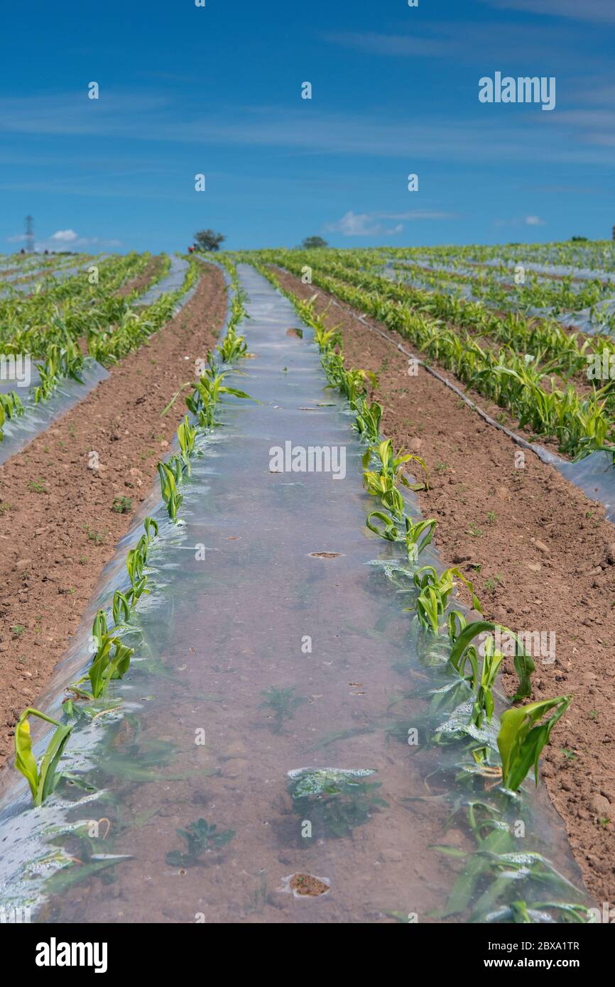 Maize crop plastic hi-res stock photography and images - Alamy