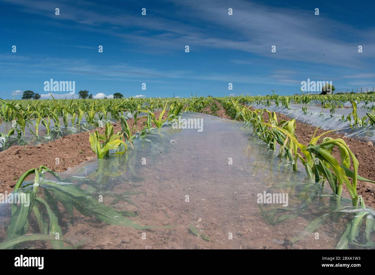 Maize seedlings growing under a protective cover of bio-degradeable ...