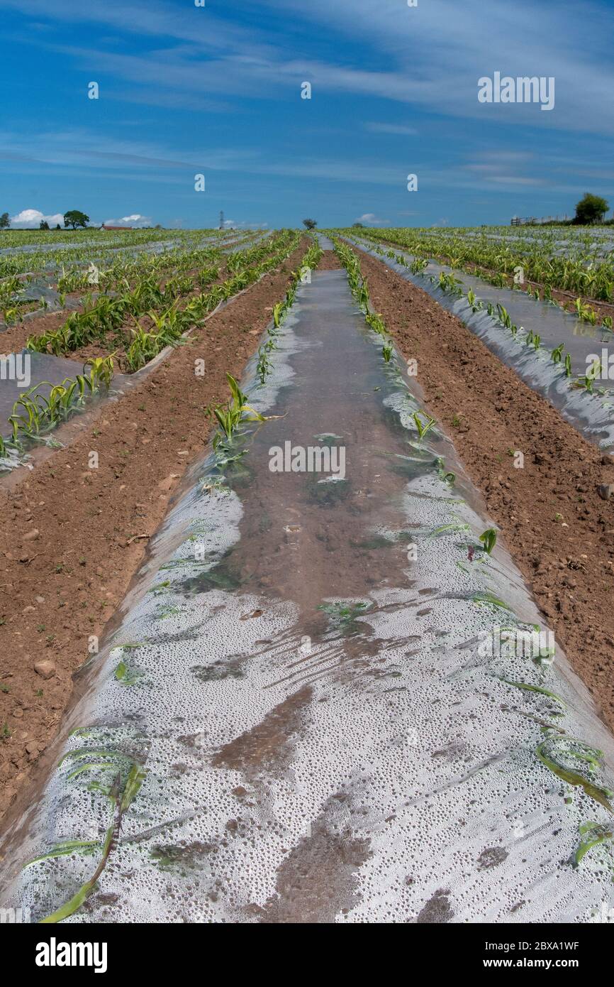 Maize seedlings growing under a protective cover of bio-degradeable ...
