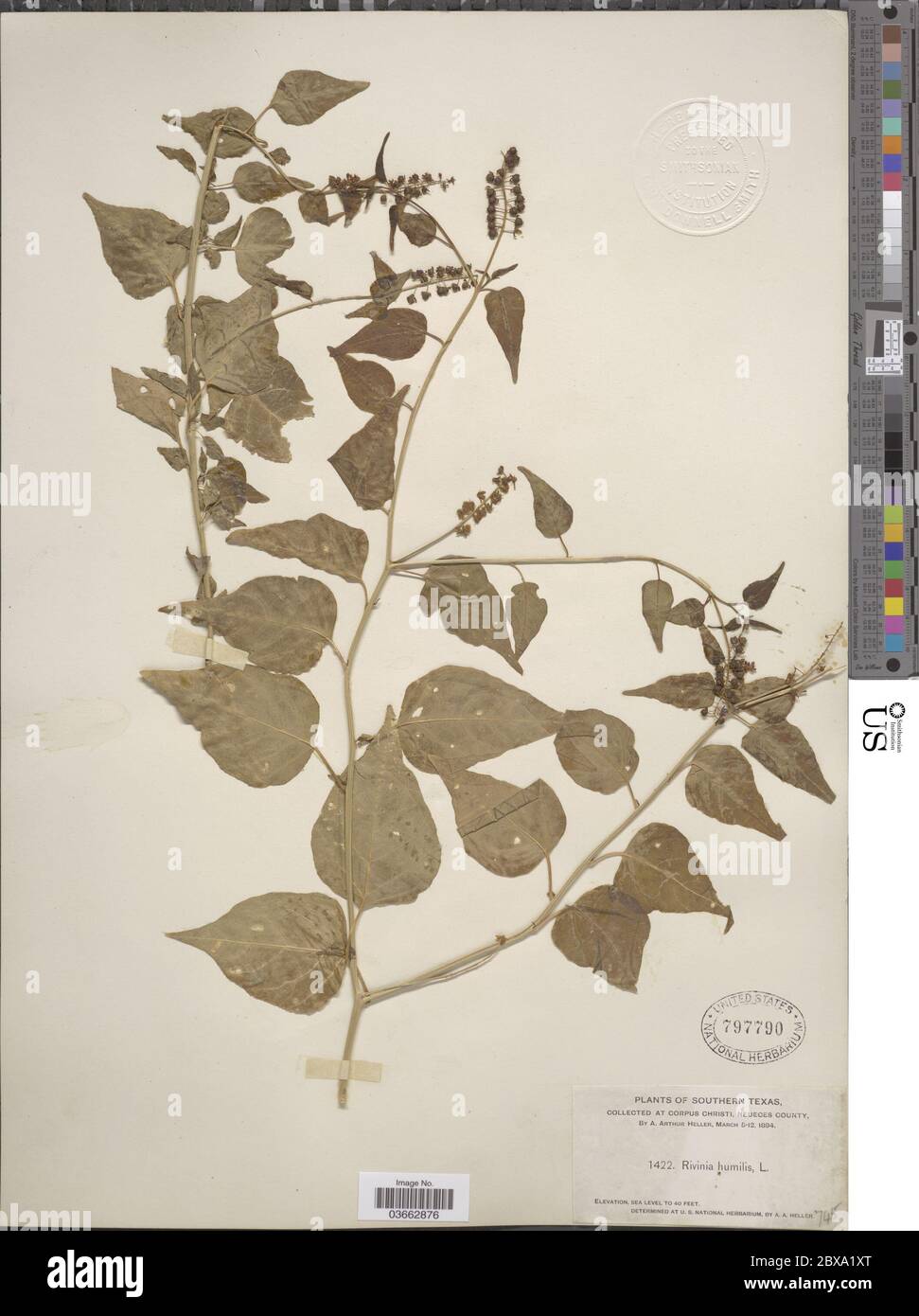 Rivina humilis l hi-res stock photography and images - Alamy