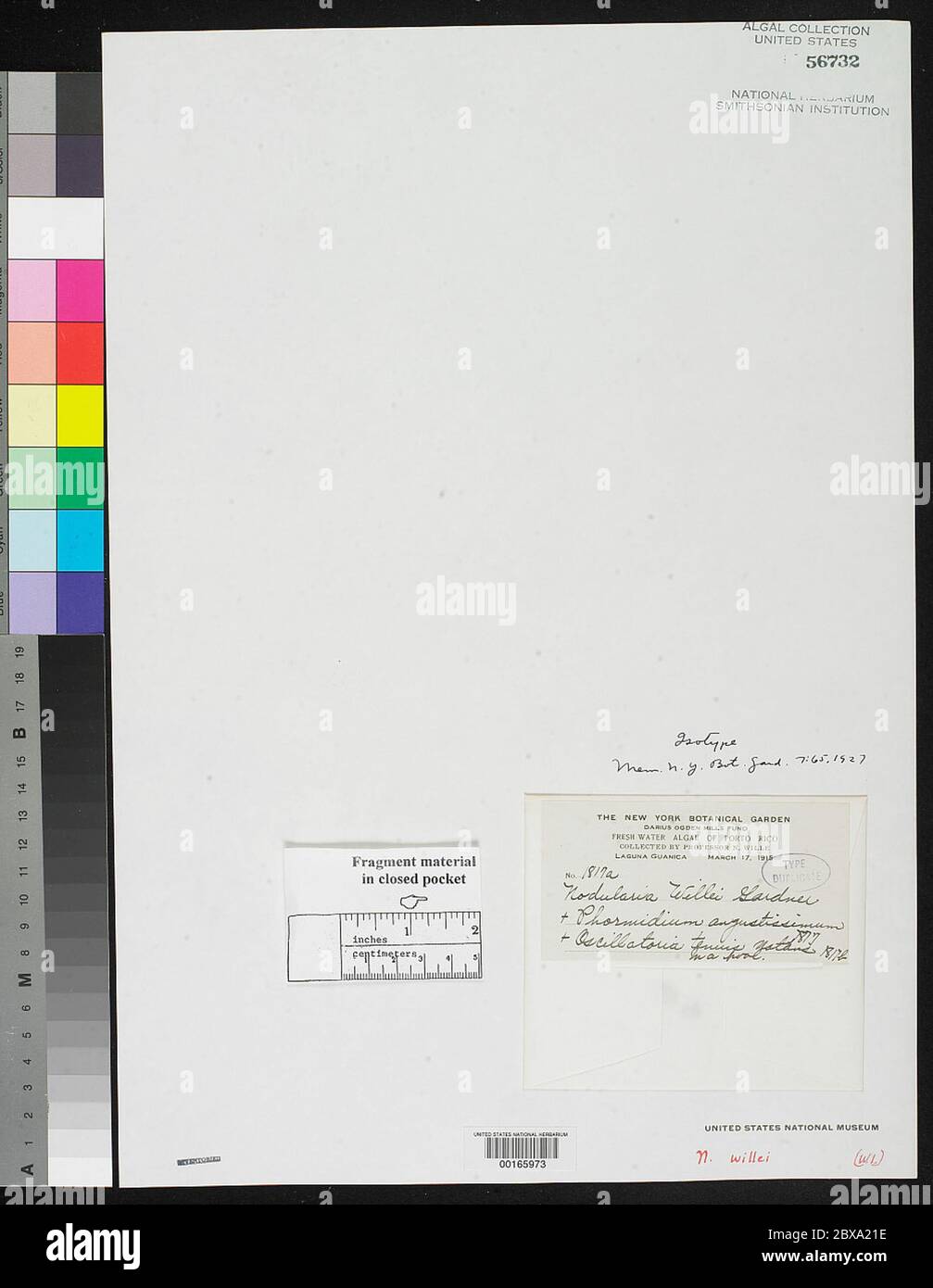 Nodularia hi-res stock photography and images - Alamy