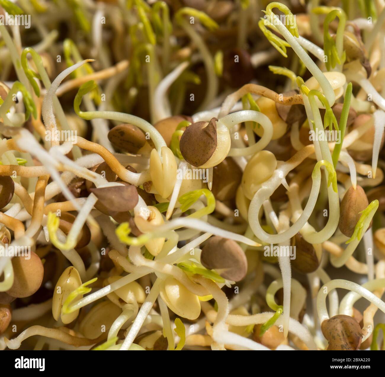 Lens culinaris hi-res stock photography and images - Alamy