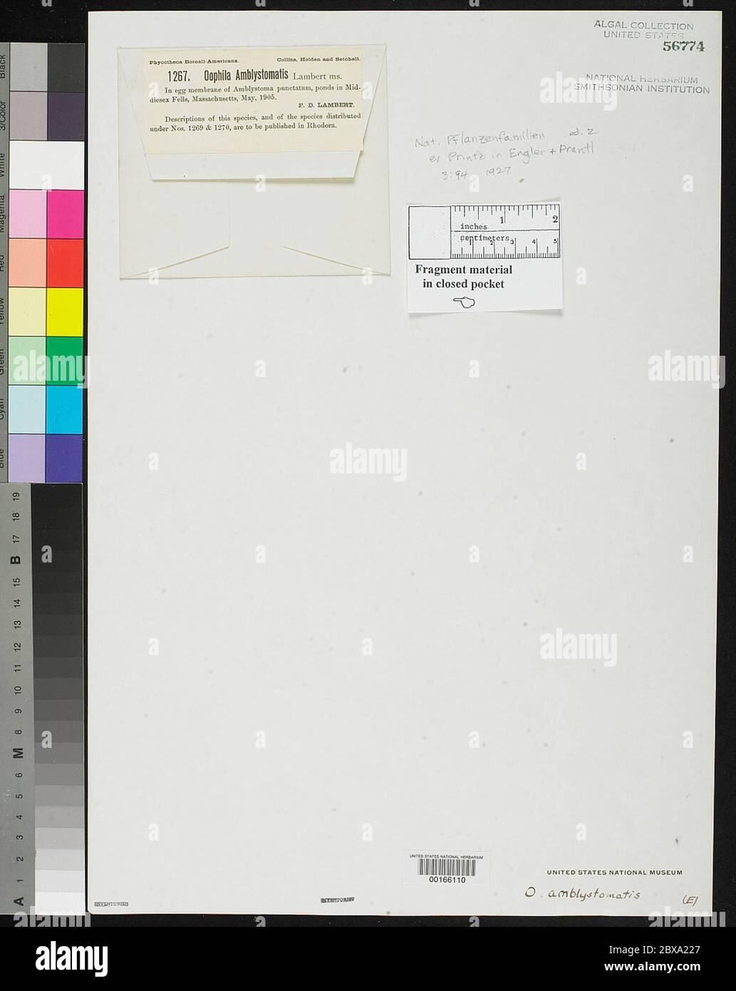 00166110.tif Oophila amblystomatis FD Lambert ex N Wille in Engl Prantl ...