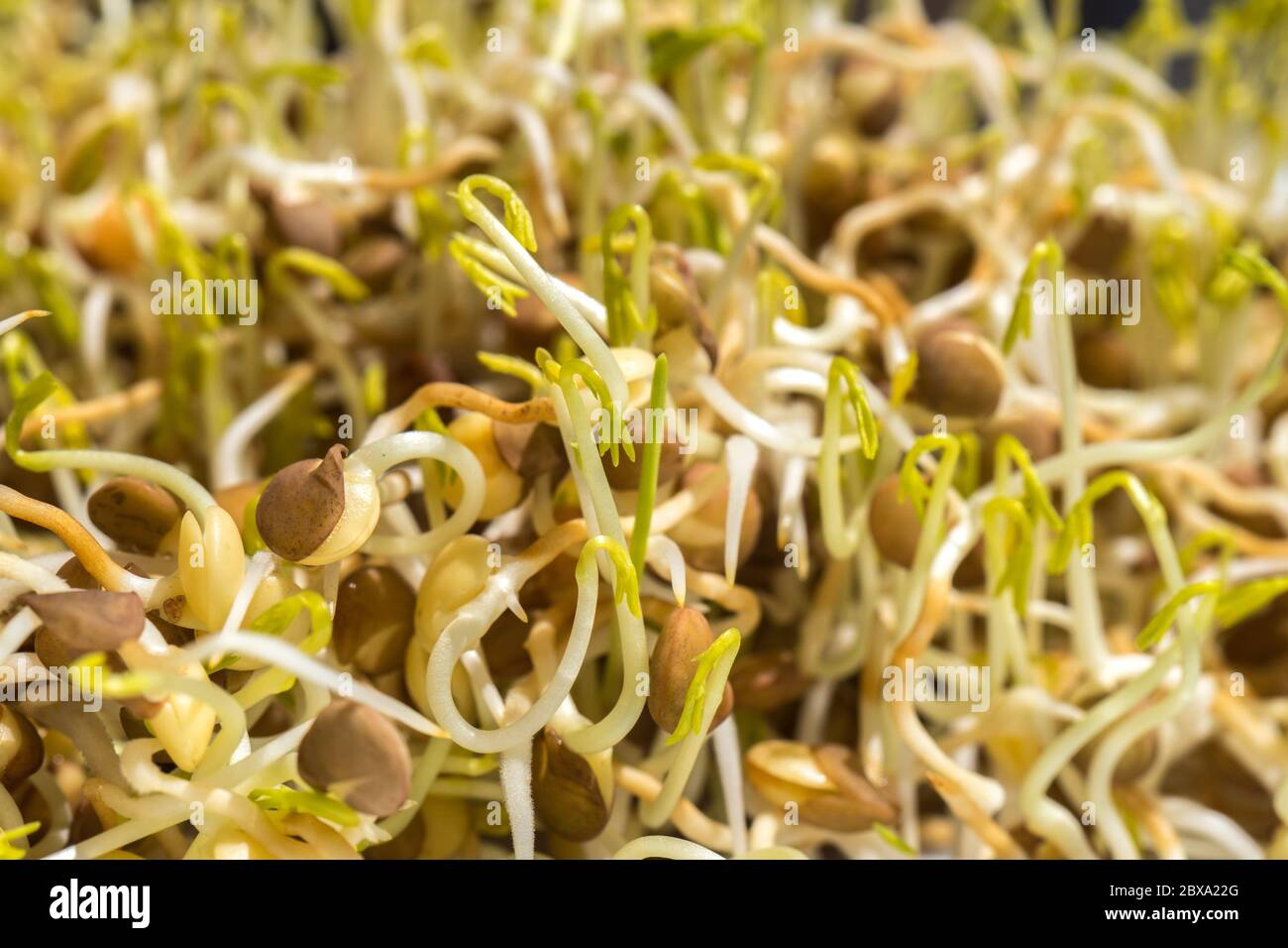 Lentil growing hi-res stock photography and images - Alamy