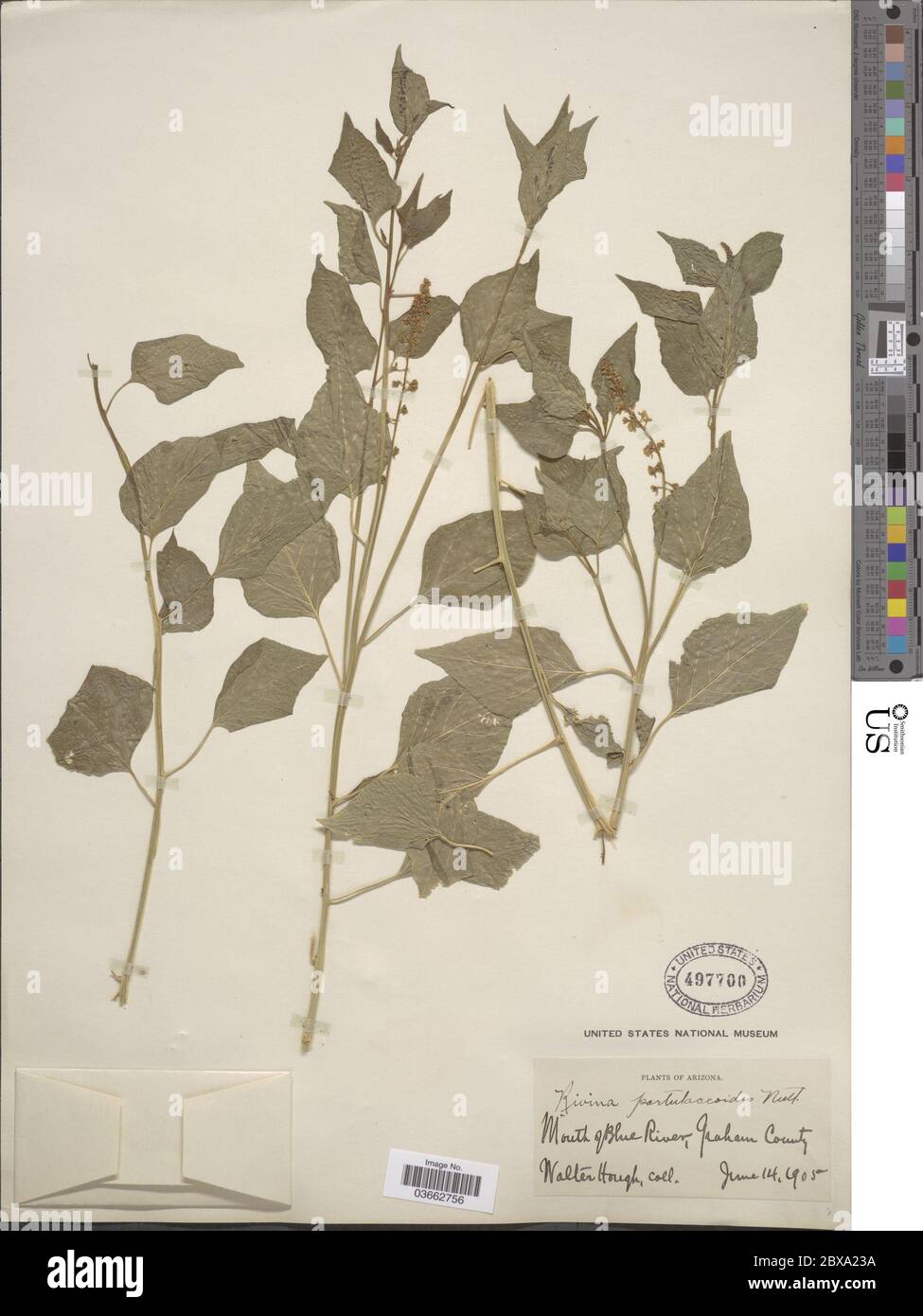 Rivina Humilis High Resolution Stock Photography and Images - Alamy