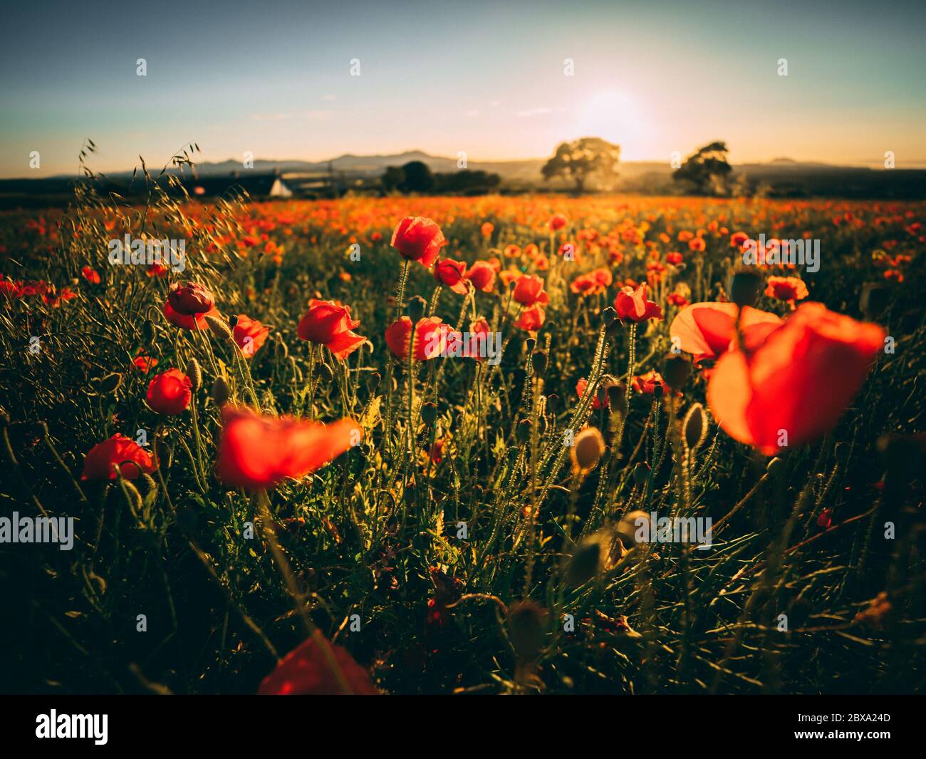 Poppy Field in Scotland Stock Photo - Alamy