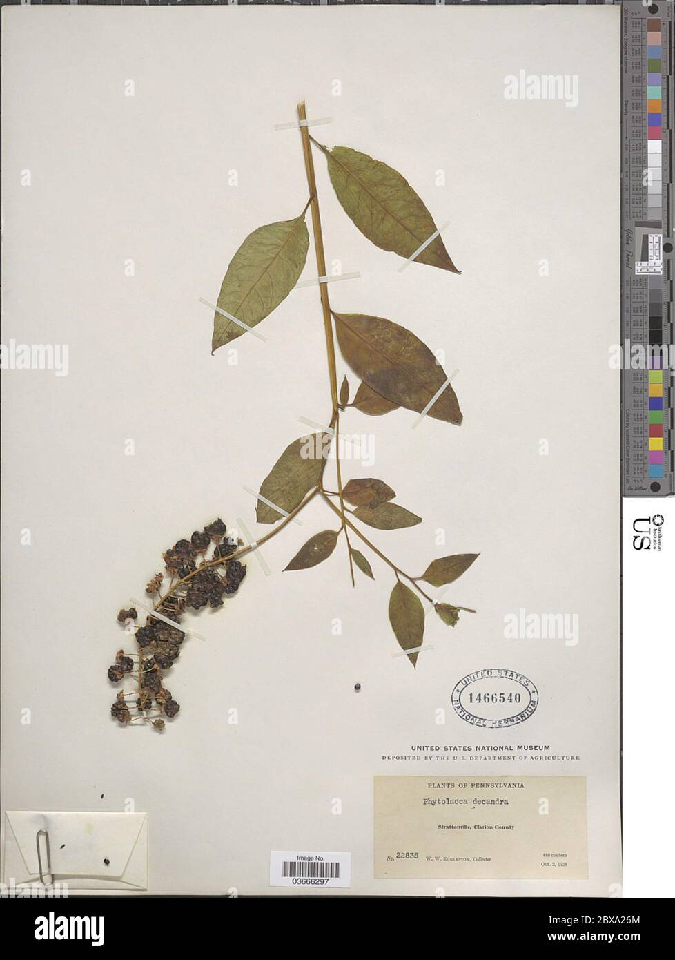 Phytolacca americana l hi-res stock photography and images - Alamy