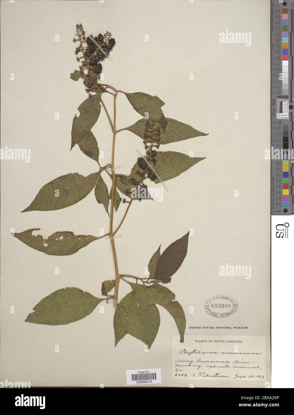 Phytolacca americana l hi-res stock photography and images - Alamy