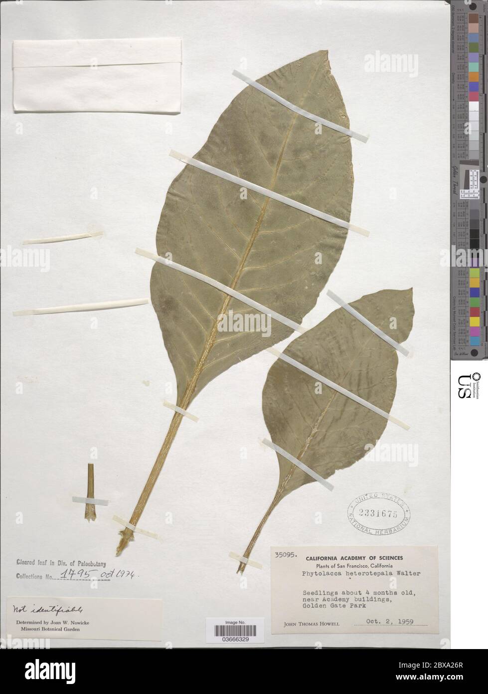 Phytolacca sp Phytolacca sp Stock Photo - Alamy