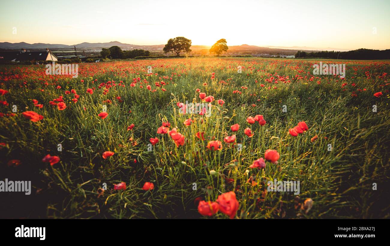 Poppy field poppies scotland hi-res stock photography and images - Alamy