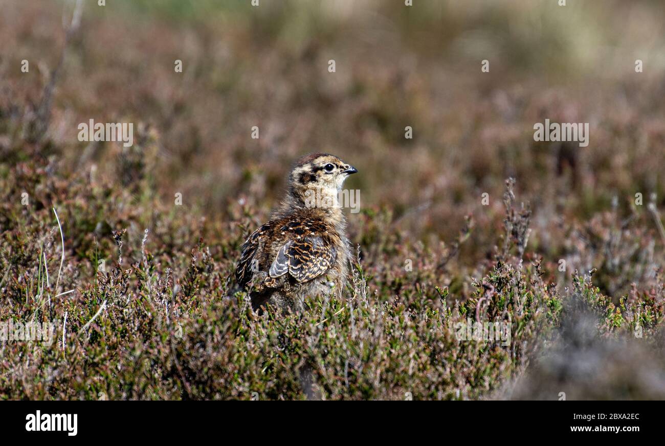 Red Grouse, Lagopus scotica, on heather moor looking after young chicks ...