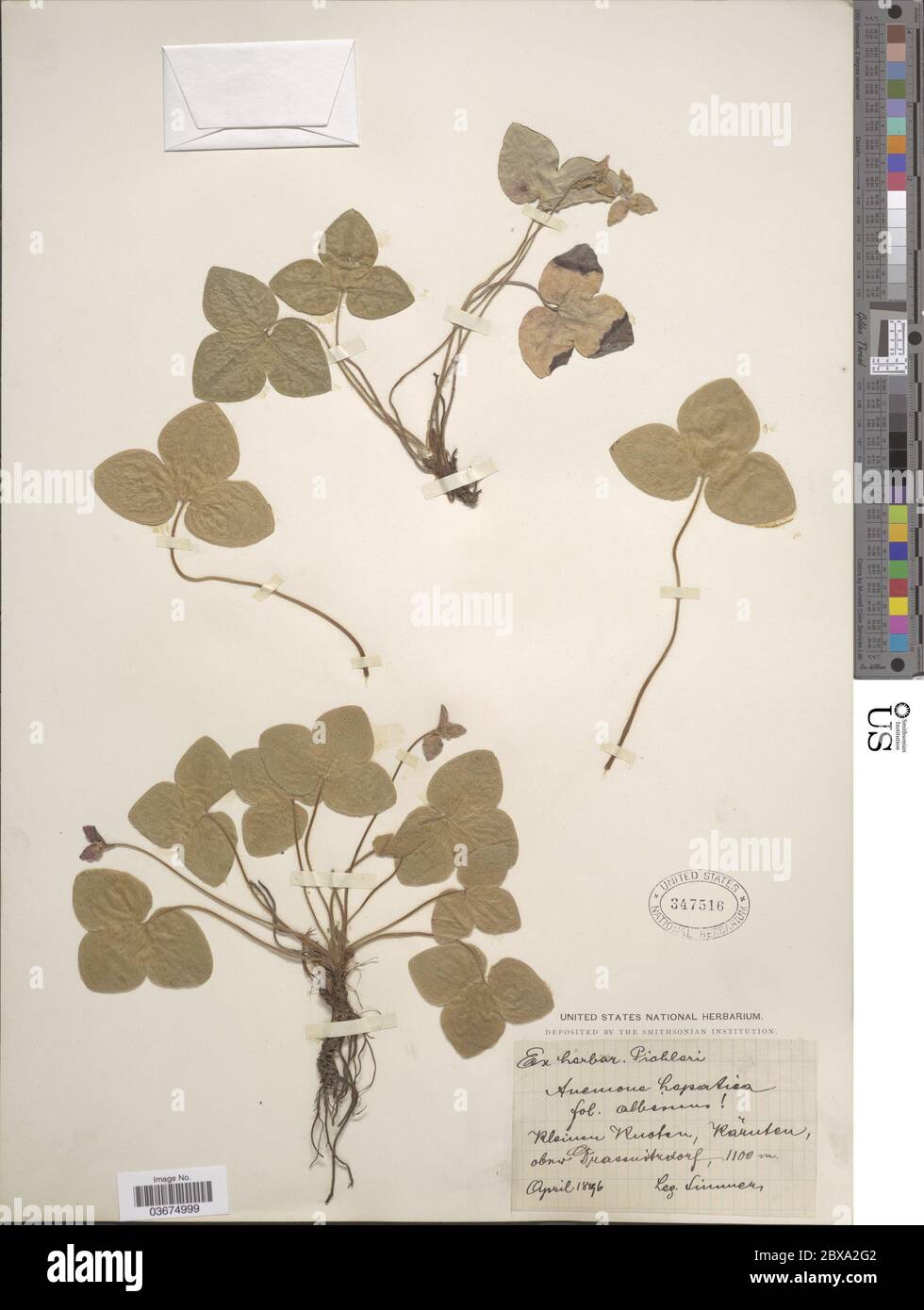 Hepatica triloba Chaix Hepatica triloba Chaix Stock Photo - Alamy