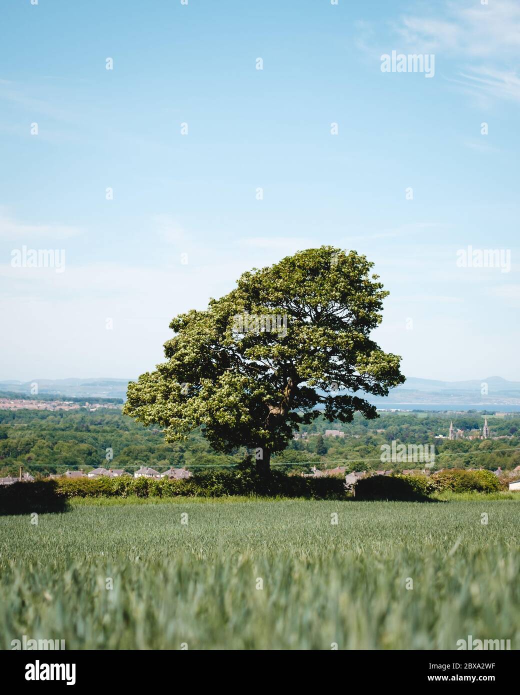 Breath of the trees hi-res stock photography and images - Alamy