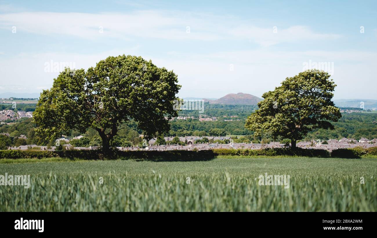 Breath of the trees hi-res stock photography and images - Alamy