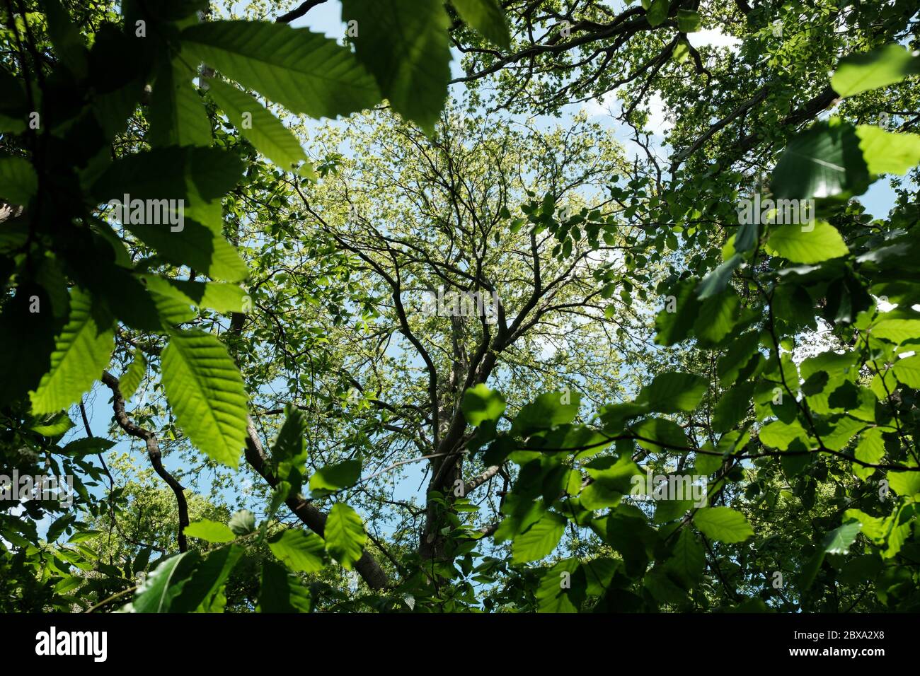 Trees and leaves Stock Photo - Alamy