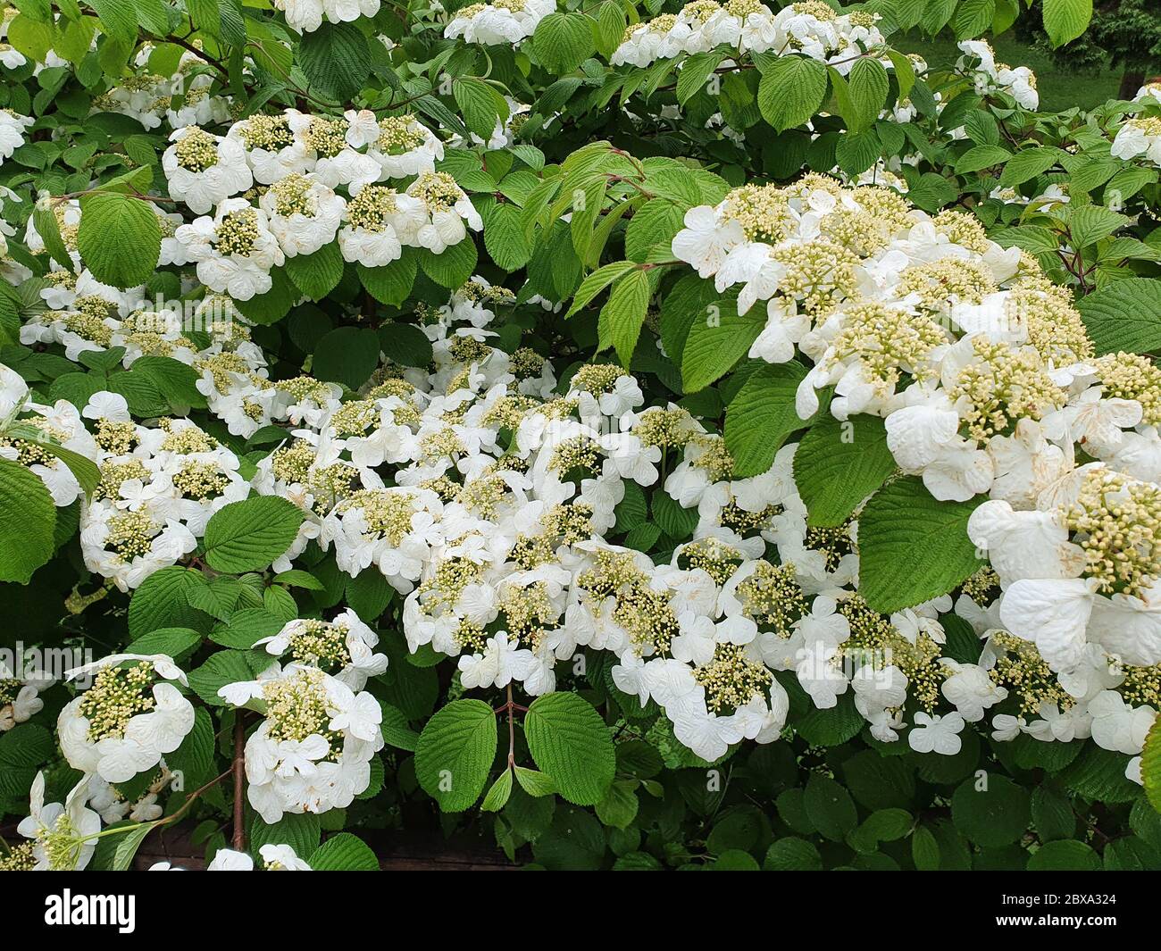 japanese snowball bush Stock Photo - Alamy