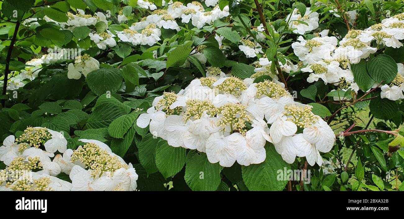 japanese snowball bush Stock Photo - Alamy