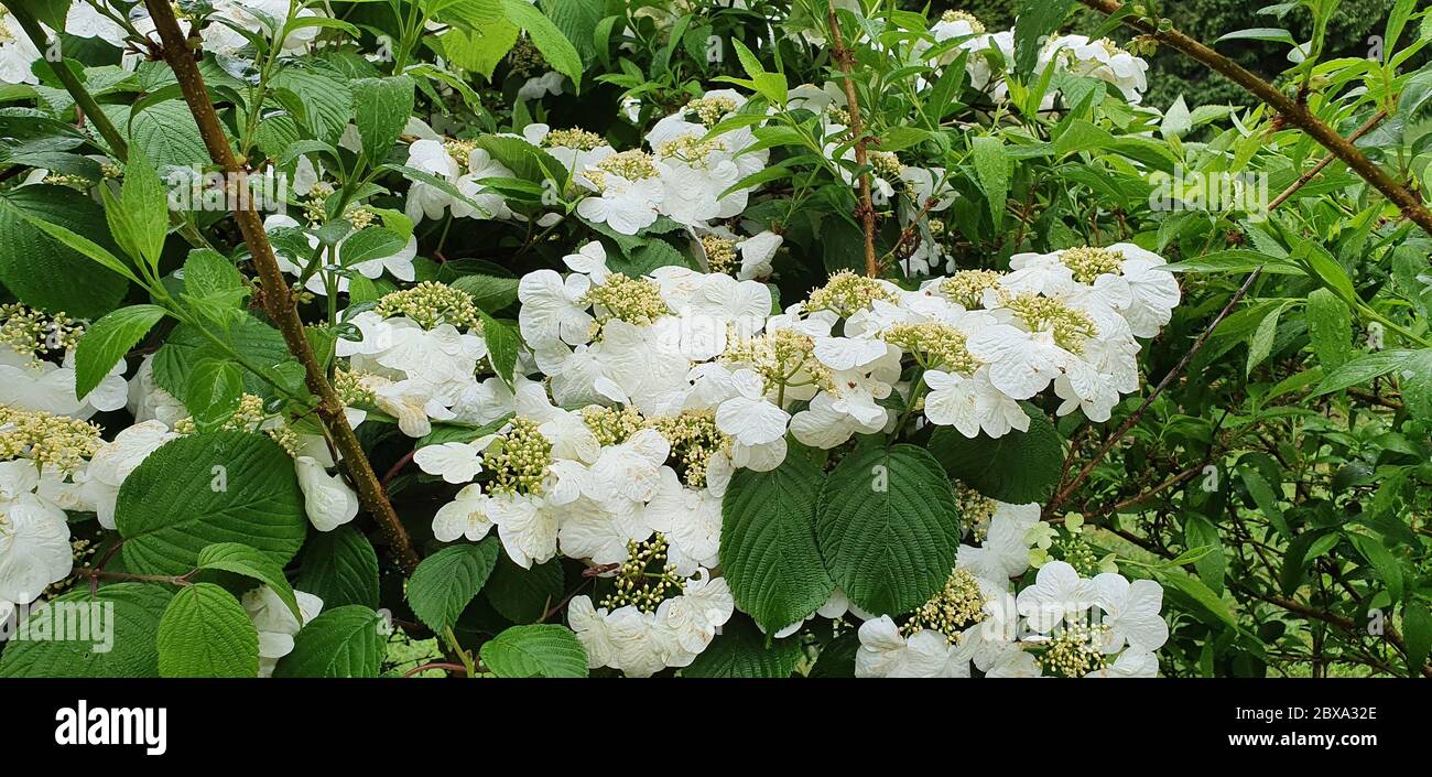japanese snowball bush Stock Photo - Alamy