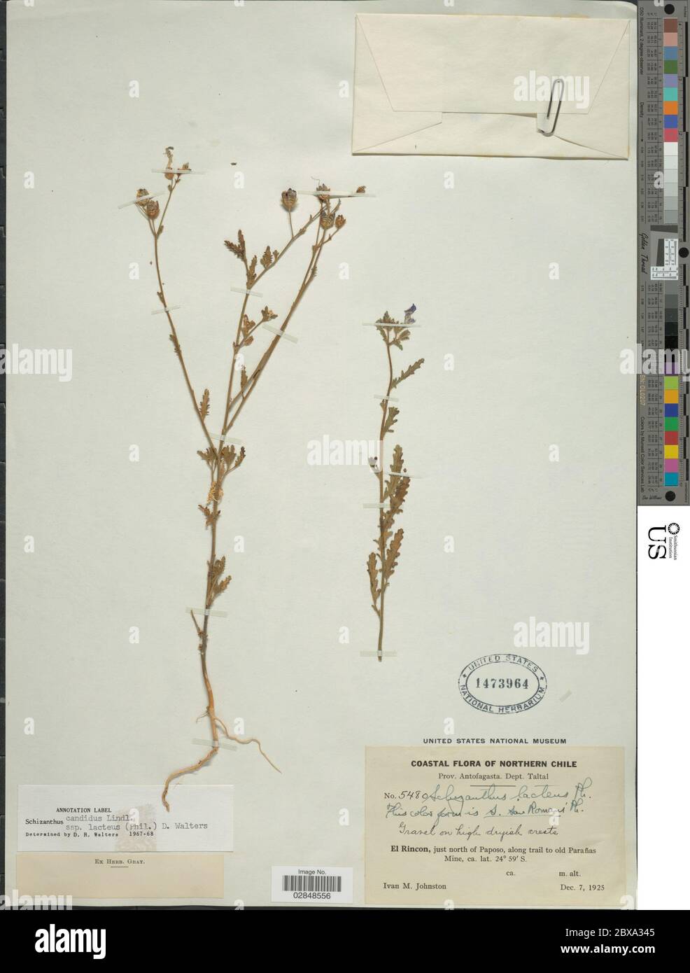 Schizanthus candidus subsp lacteus Schizanthus candidus subsp lacteus ...