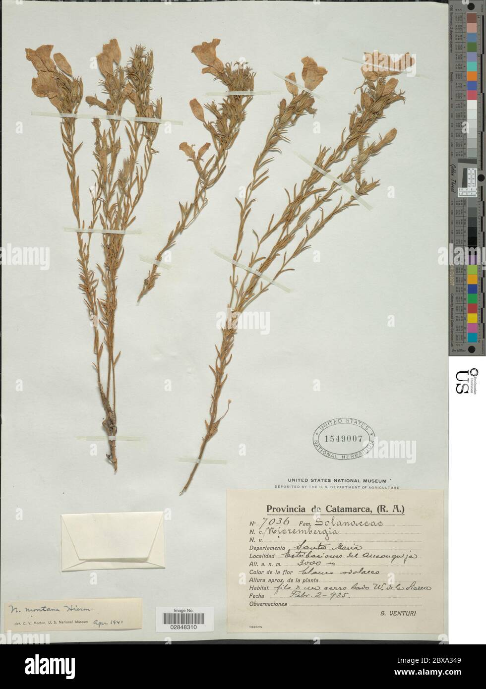 Nierembergia linariifolia Graham Nierembergia linariifolia Graham Stock ...