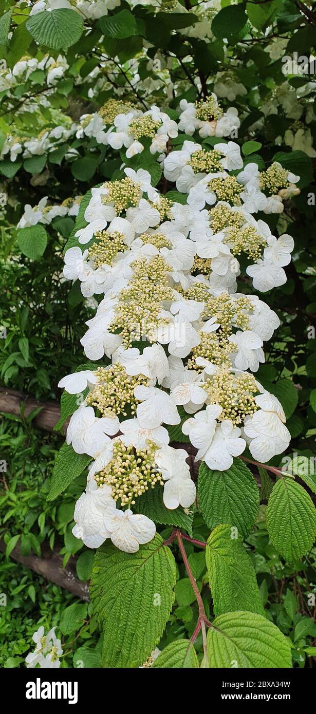 japanese snowball bush Stock Photo - Alamy