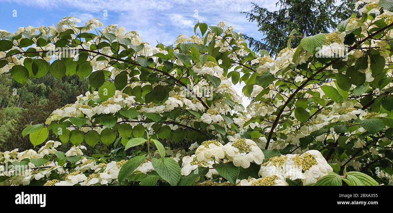 japanese snowball bush Stock Photo - Alamy